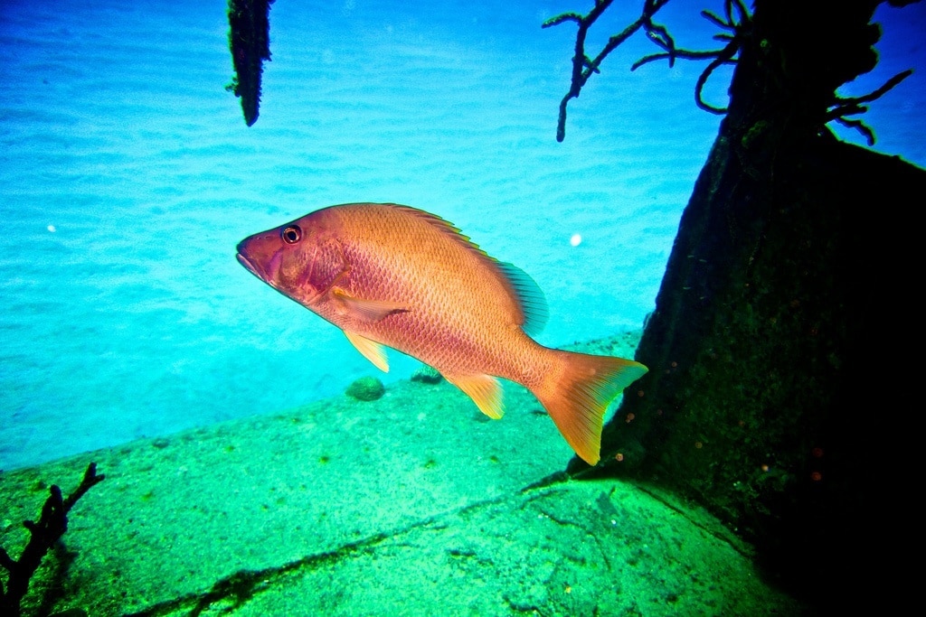 Orange Beacon - A Story And A Picture