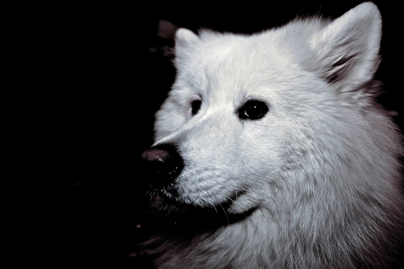 Good Dog - A Story And A Picture